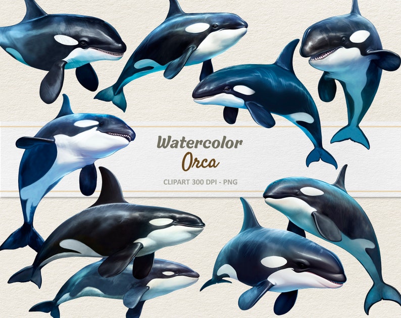 Watercolor Orca Clipart - Digital Illustration Killer Whale - Orcas PNG ...