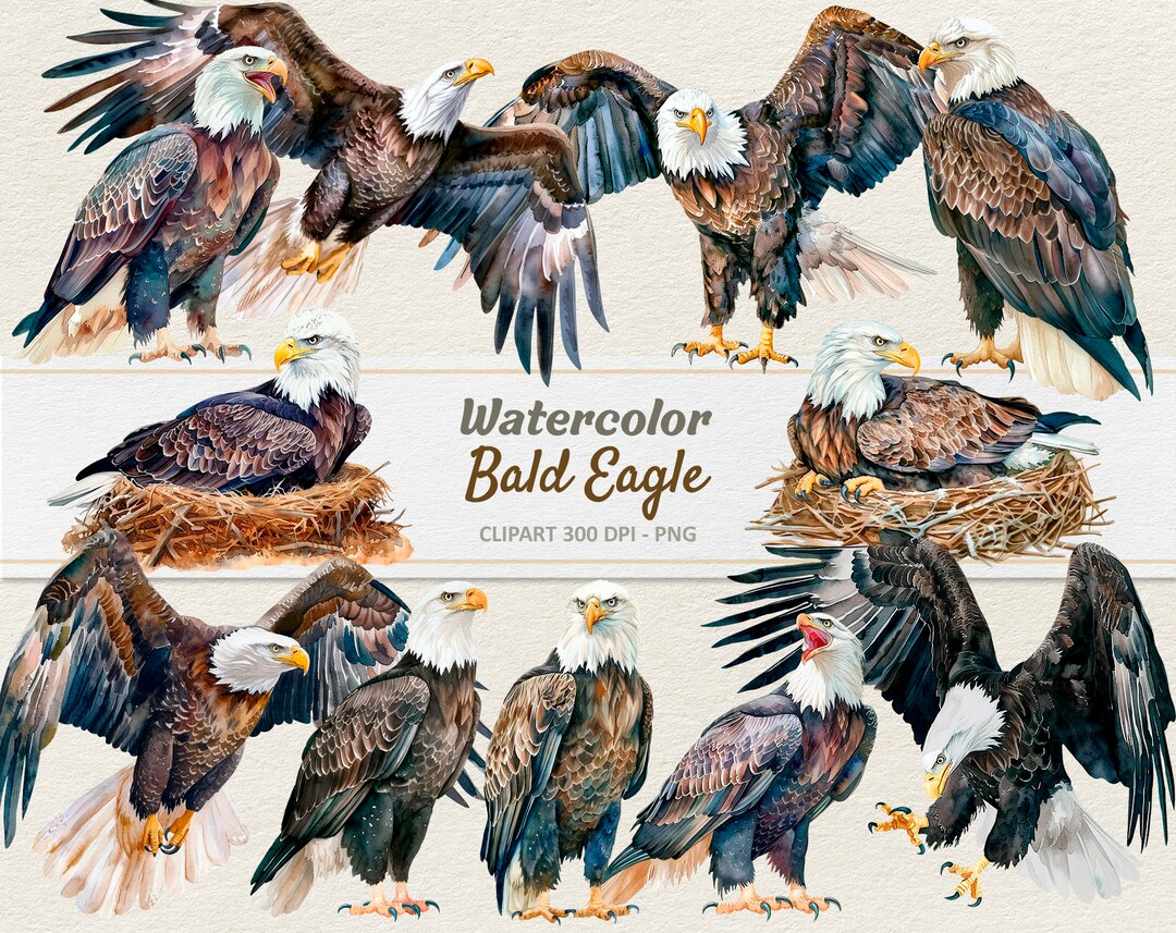 Watercolor Bald Eagle Clipart - Digital Illustration - White-headed Sea ...
