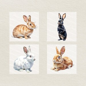 Watercolor Bunnies Clipart - Digital Illustration Bunny - Rabbit PNG ...