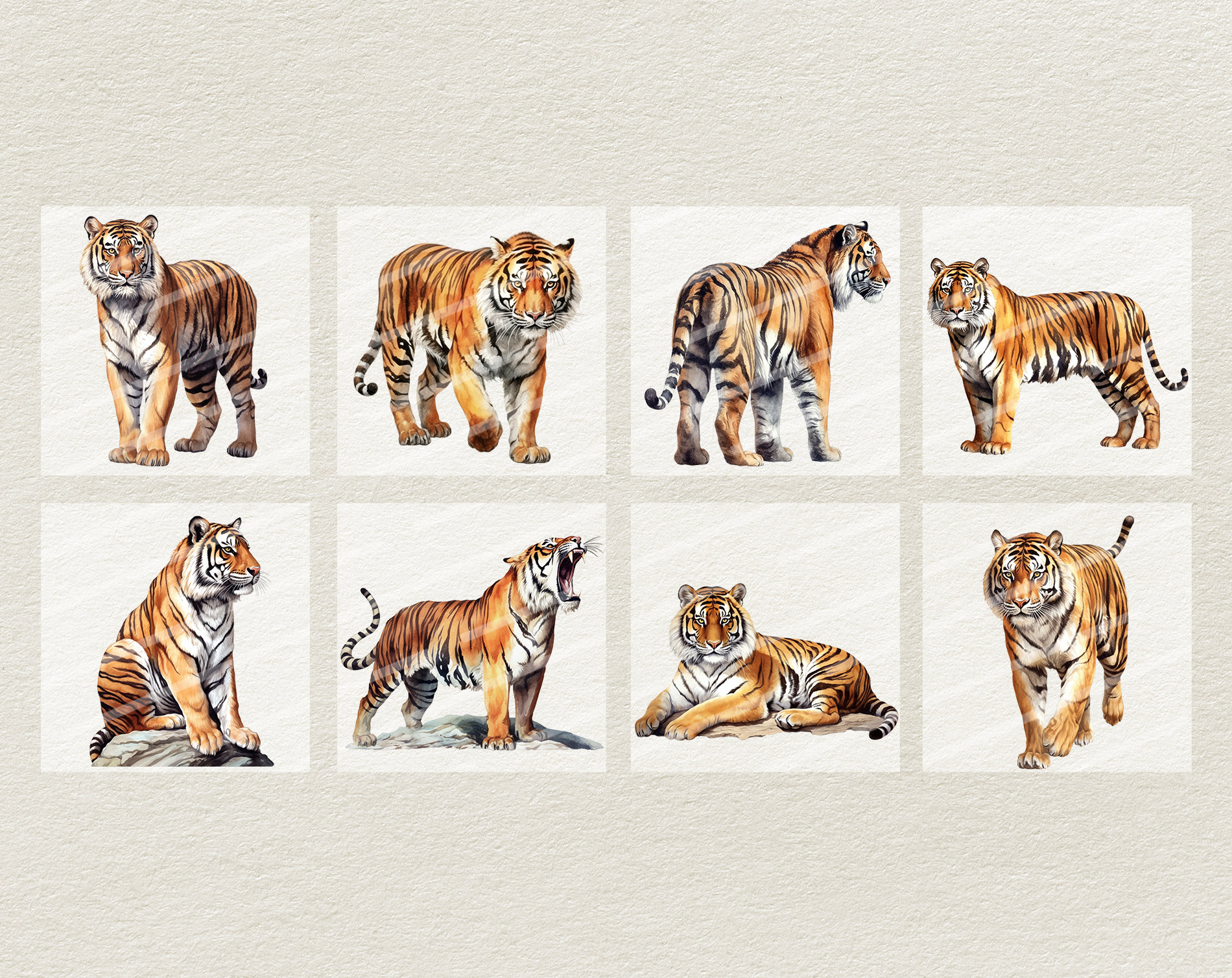 Watercolor Tiger Clipart Digital Illustration Tigers Tiger PNG ...