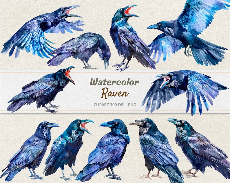 Watercolor Raven Clipart - Digital Illustration Crow - Raven PNG ...