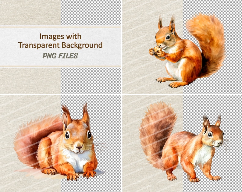 Watercolor Squirrels Clipart Digital Illustration Squirrel PNG ...