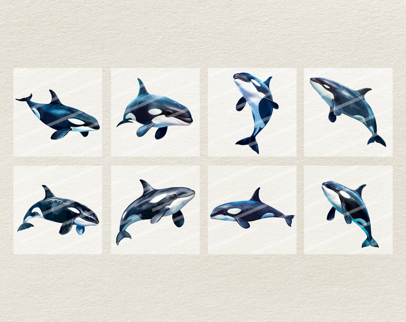 Watercolor Orca Clipart - Digital Illustration Killer Whale - Orcas PNG ...