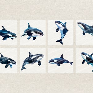 Watercolor Orca Clipart - Digital Illustration Killer Whale - Orcas PNG ...