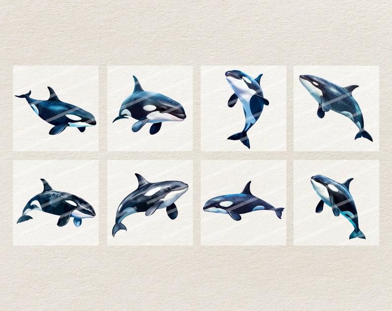 Watercolor Orca Clipart - Digital Illustration Killer Whale - Orcas PNG - Commercial Use - Etsy