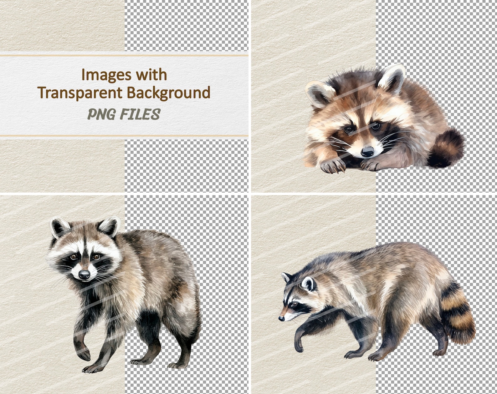 Watercolor Raccoons Clipart Digital Illustration Raccoons and Kits PNG ...