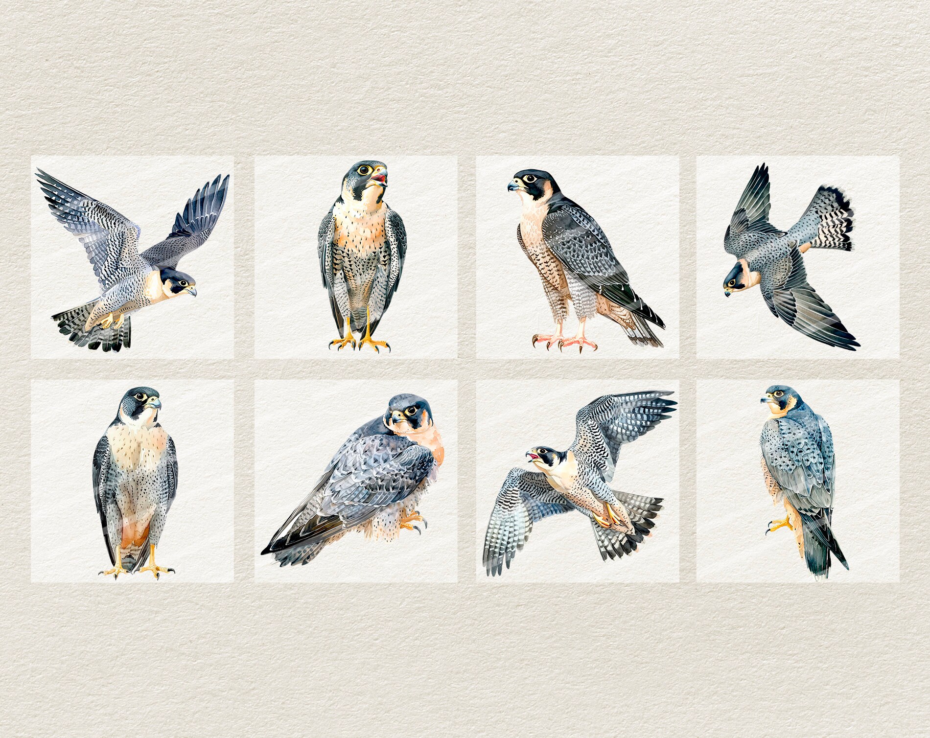 Watercolor Falcon Clipart - Digital Illustration Falcon - Peregrine ...