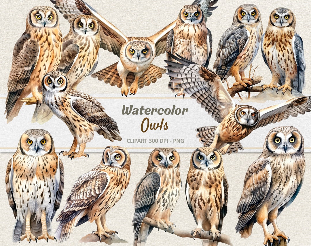 Watercolor Owls Clipart - Digital Illustration - Short-eared Owl PNG ...