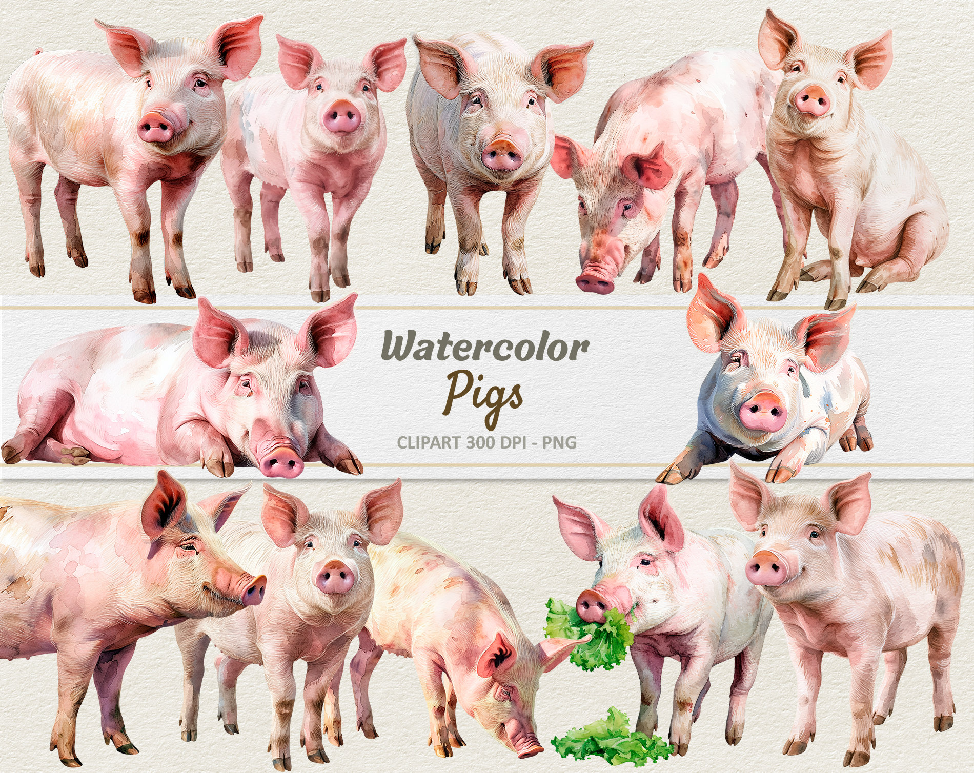 Watercolor Pig Clipart - Digital Illustration Domestic Pig - Hog Swine ...