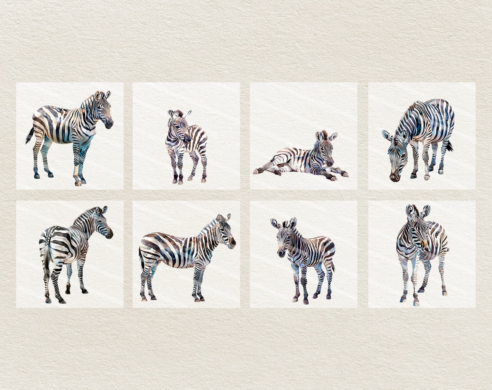 Watercolor Zebra Clipart - Digital Illustration Family Baby Zebras ...