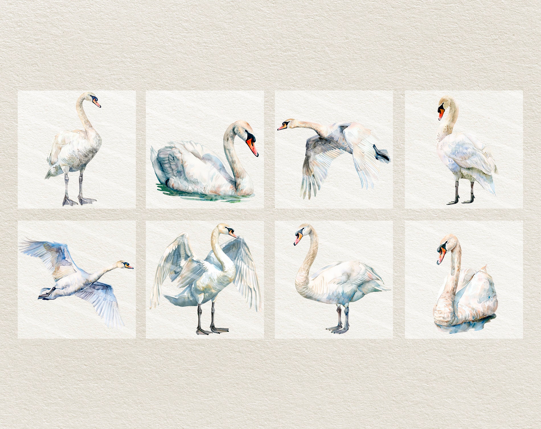 Watercolor Swan Clipart - Digital Illustration Swans - PNG - Commercial ...