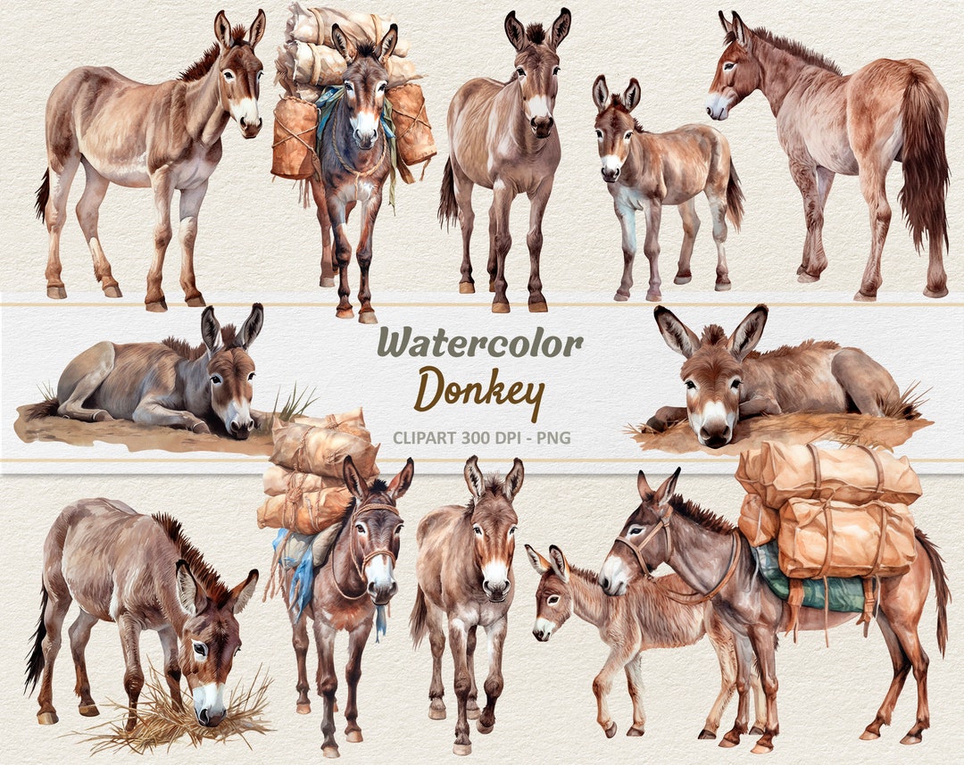 Watercolor Donkey Clipart - Digital Illustration Donkey - PNG ...