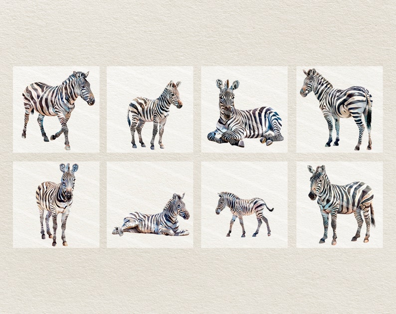 Watercolor Zebra Clipart - Digital Illustration Family Baby Zebras ...