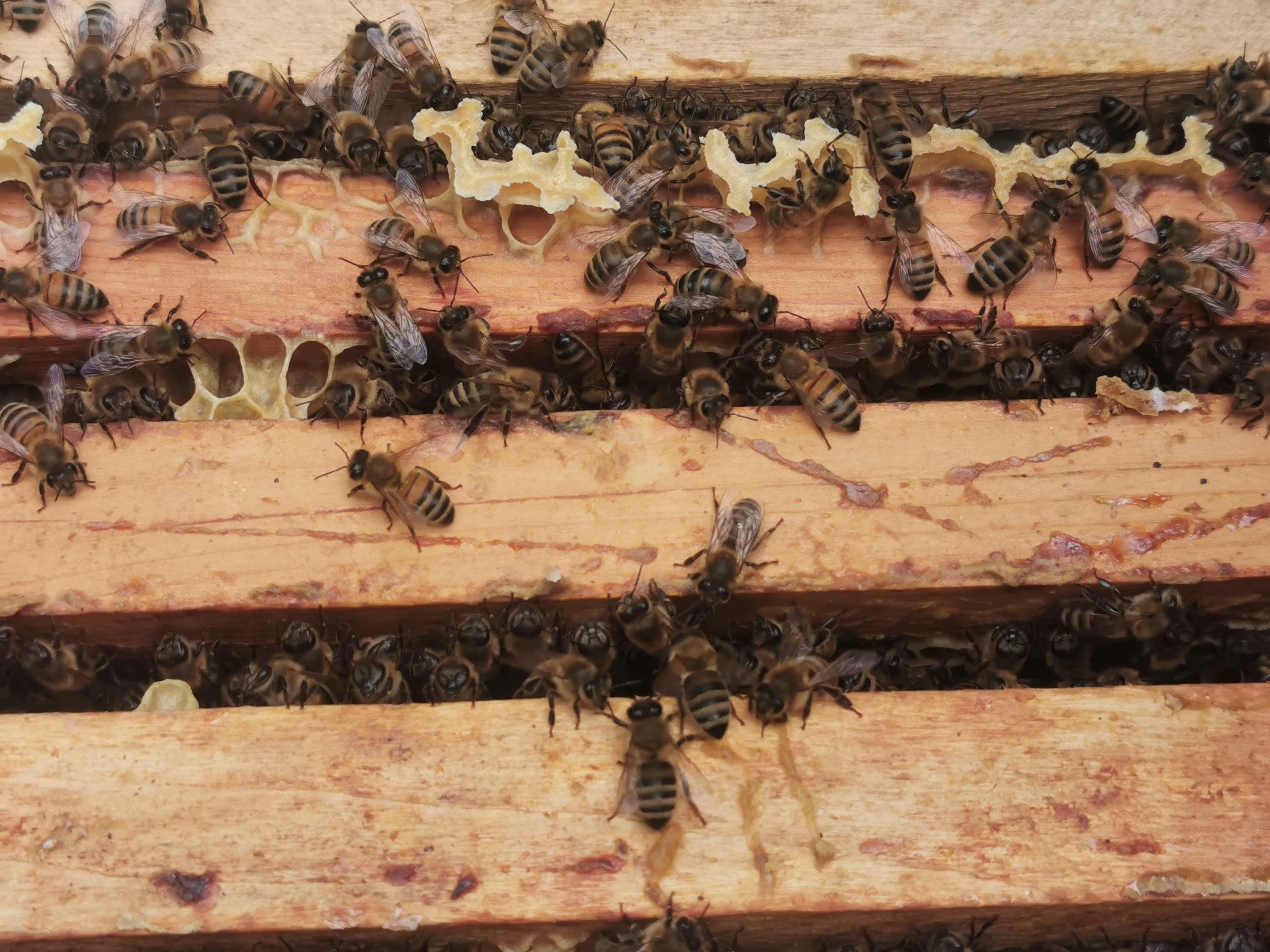 Dried Honey Bees for Crafts, 5 Honey Bees, Taxidermy - Etsy