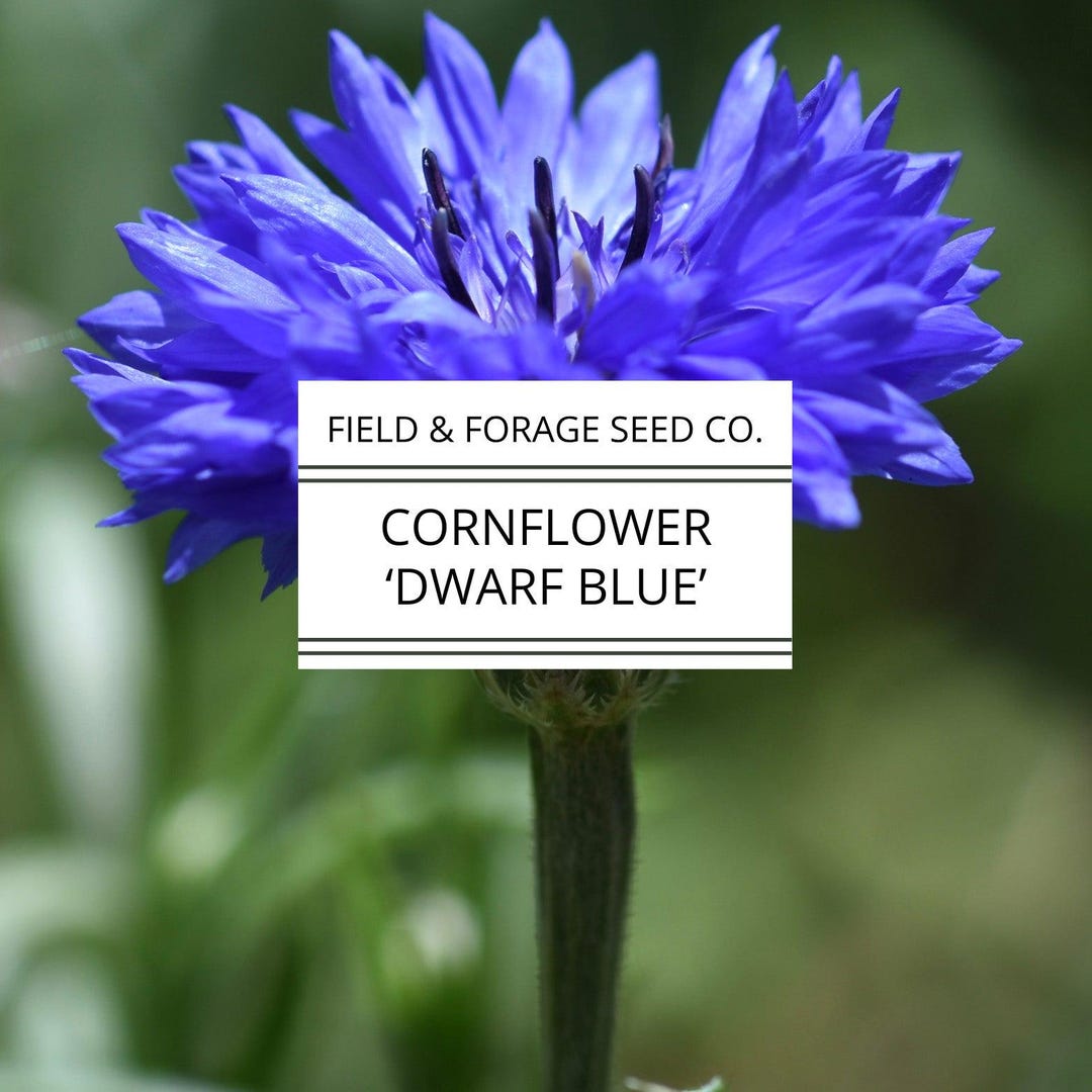 Cornflower 'dwarf Blue' Bachelor Buttons | Centaurea Cyanus | Seeds ...
