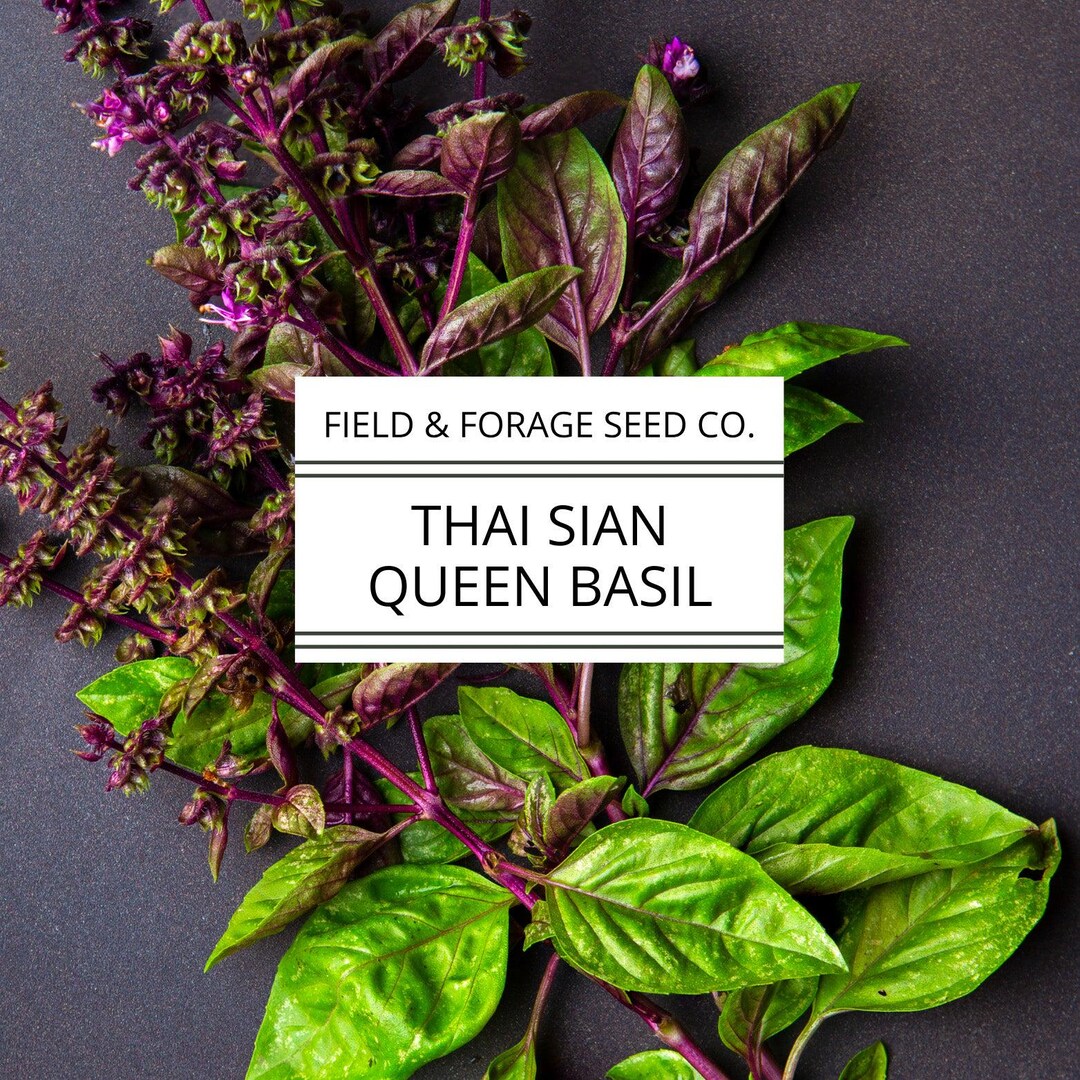 Basil ‘thai’ Siam Queen | Award-winning Heirloom for Curries & Stir ...
