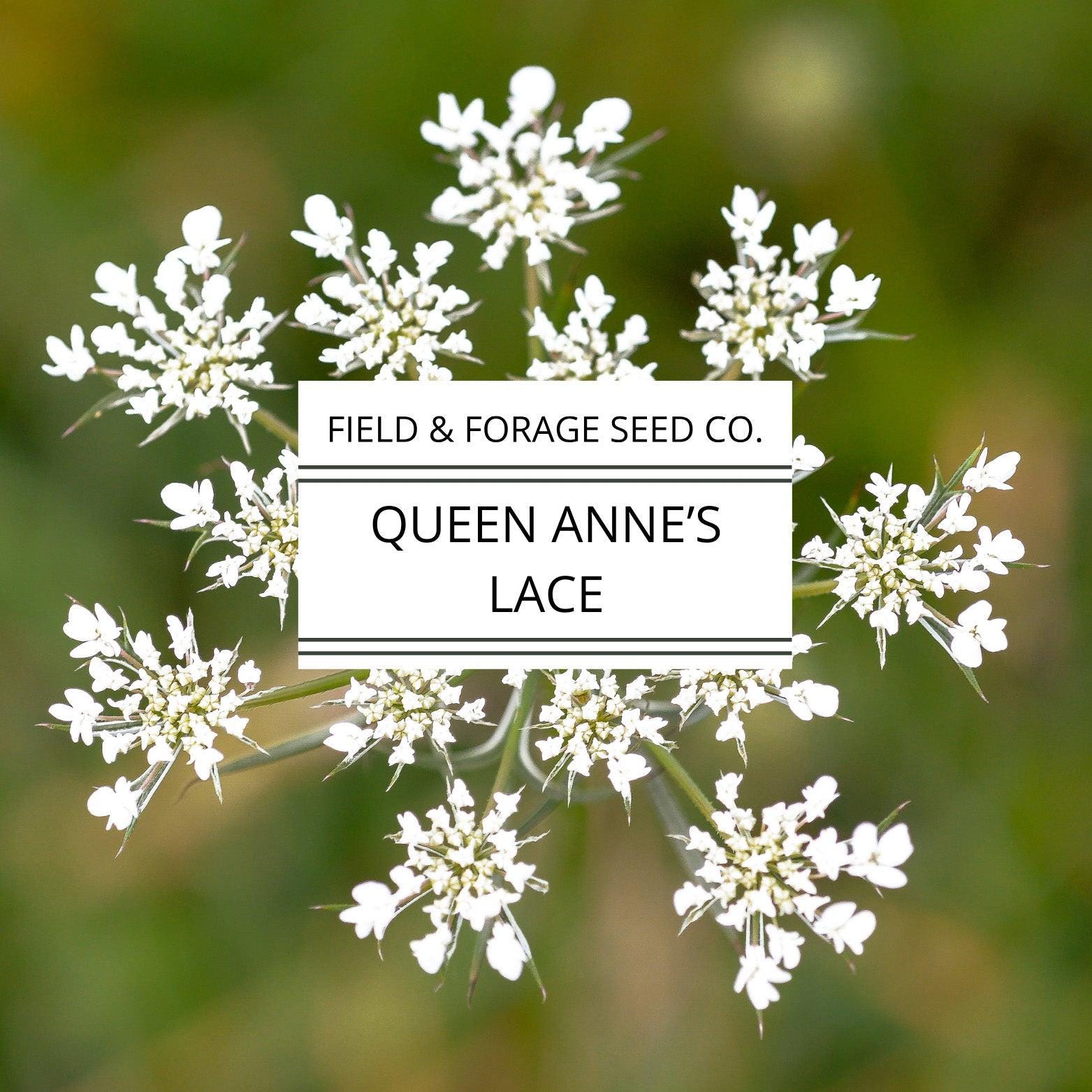 Queen Anne's Lace Seeds | Daucus Carota | Pollinator Wildflower ...