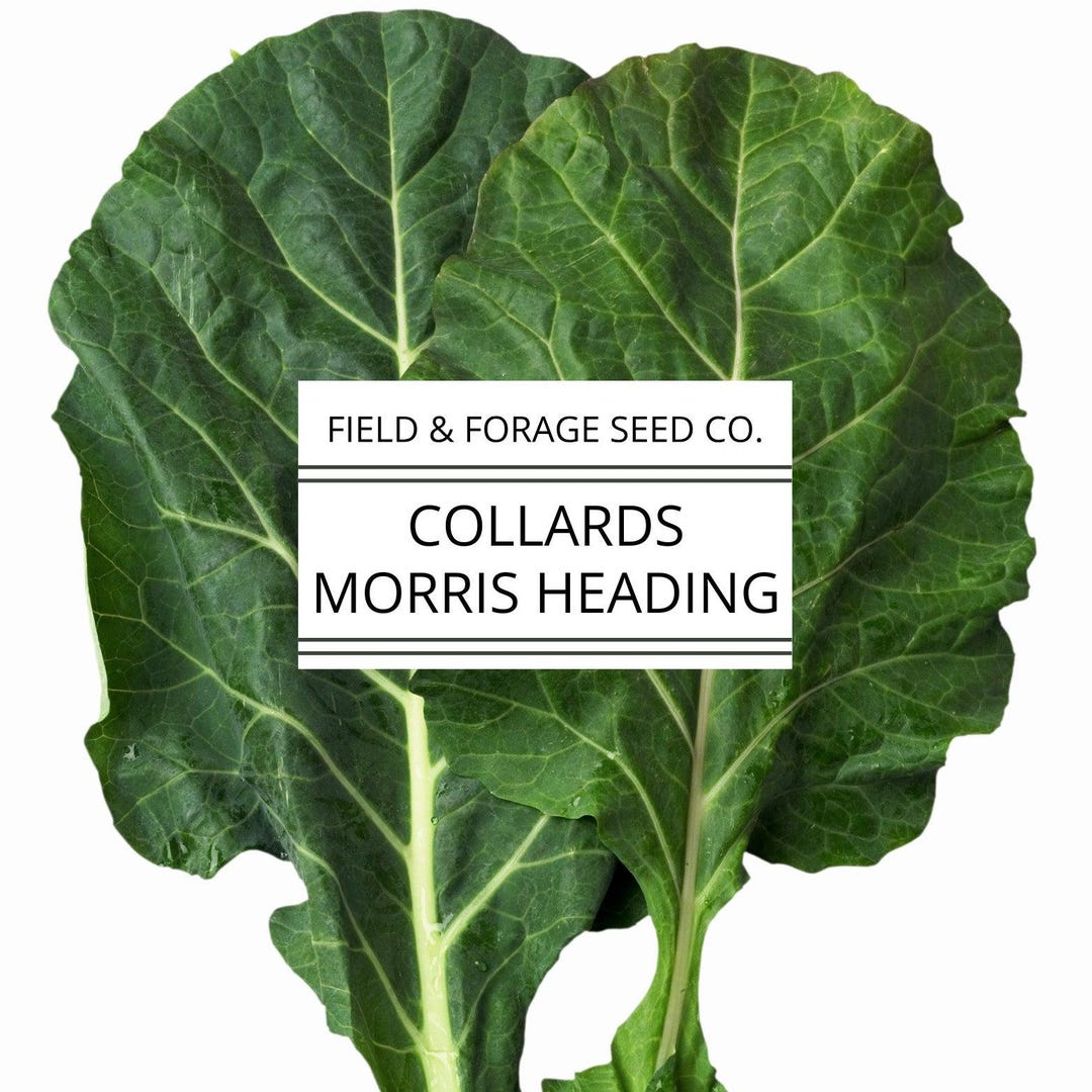 Collards 'morris Heading' | Brassica Oleracea | Seeds | Heirloom | Non ...