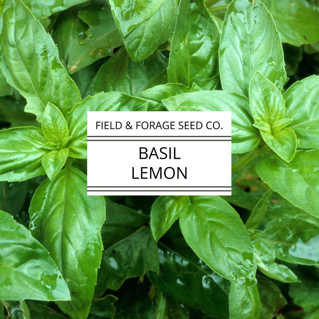 Basil 'lemon' | Ocimum Basilicum Var. Citriodorum | Seeds | Heirloom ...