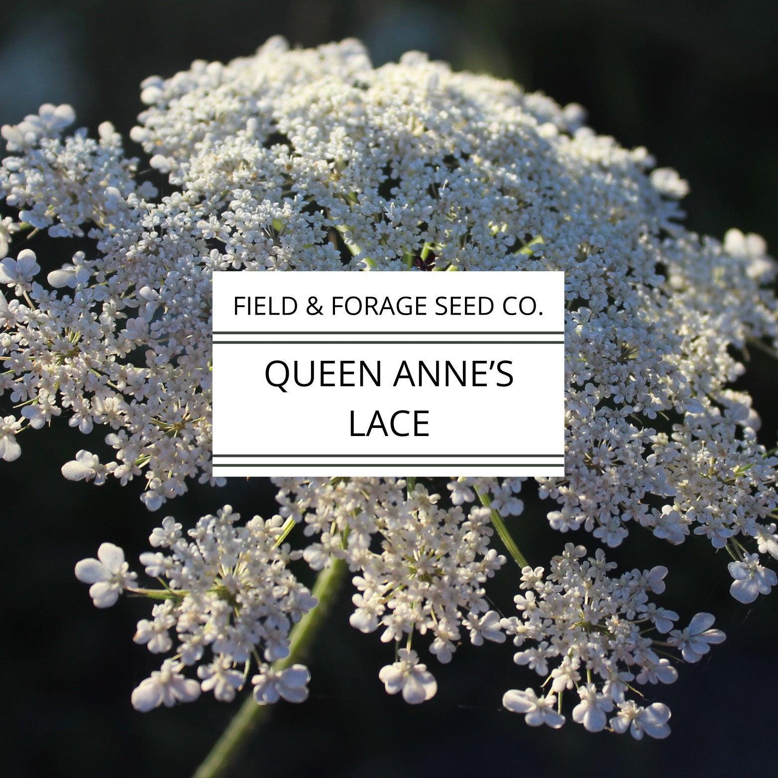 Queen Anne's Lace Seeds | Daucus Carota | Pollinator Wildflower ...