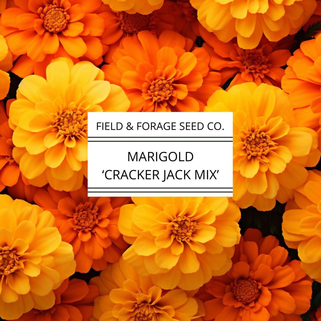 Marigold 'crackerjack Mix' | Tagetes Erecta | Seeds | Heirloom | Non ...
