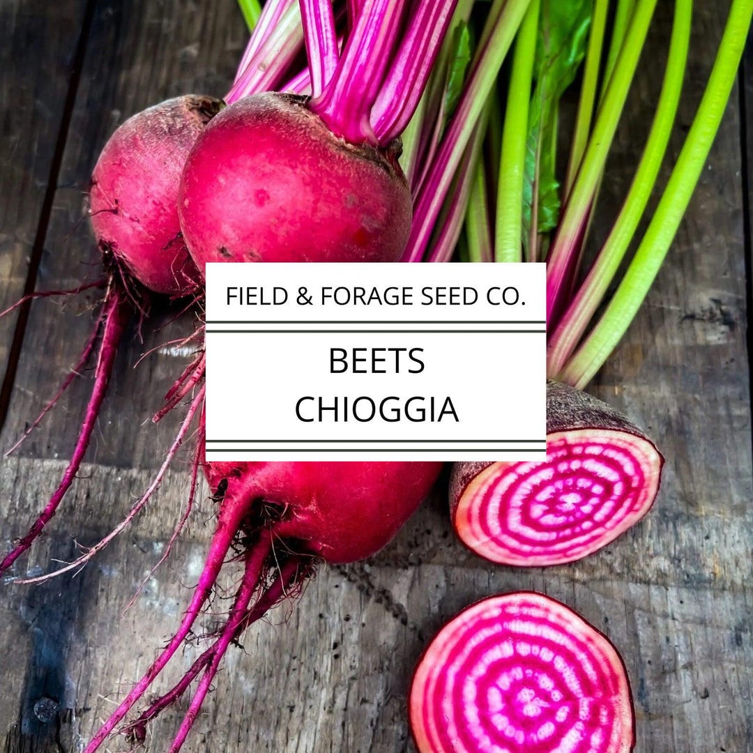 Chioggia Beet Seeds | Italian Candy Stripe Heirloom Beets | Sweet Root ...