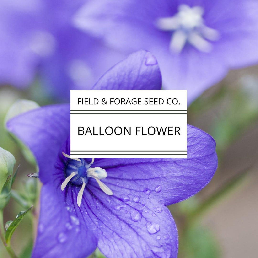 Balloon Flower | Platycodon Grandiflorus | Seeds | Heirloom | Non-gmo ...