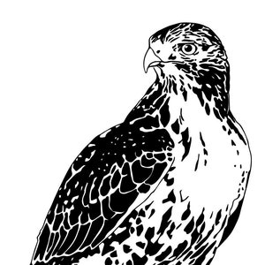 Red Tailed Hawk SVG/PNG/JPEG Digital Art File Hawk Clipart - Etsy