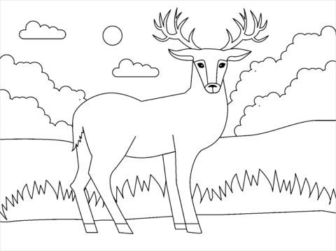 Buck Coloring Pages