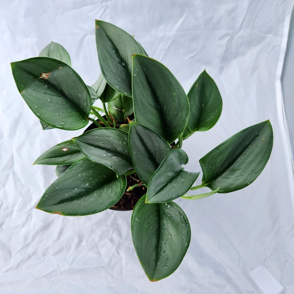 Sterling Silver Pothos - Etsy