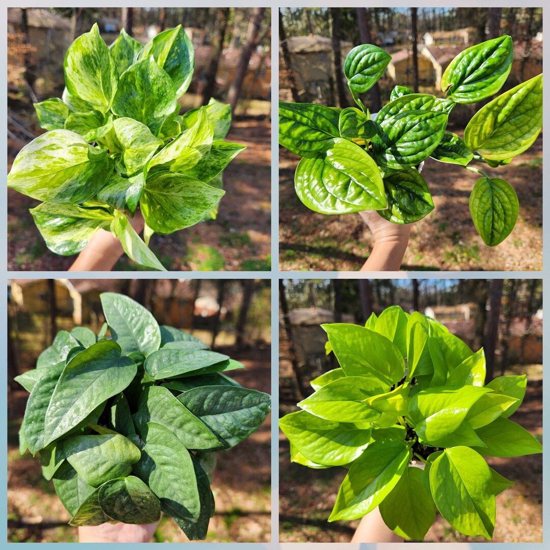 Manjula Pothos, Monstera Peru, Cebu Blue and Neon Pothos Four Plant ...