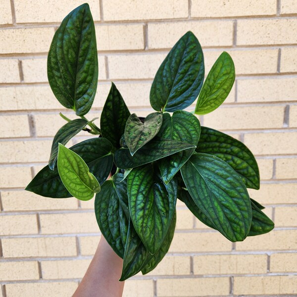 Monstera Peru - Etsy