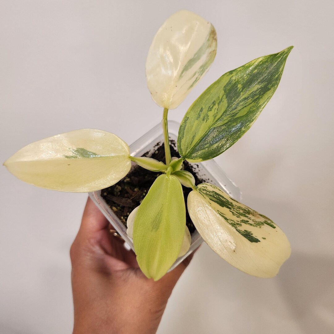 Philodendron Silver Sword High Variegated Plant - US SELLER, 2.5 Inch ...