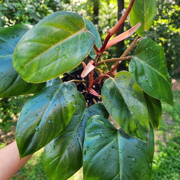 Red Emerald Plant - Etsy