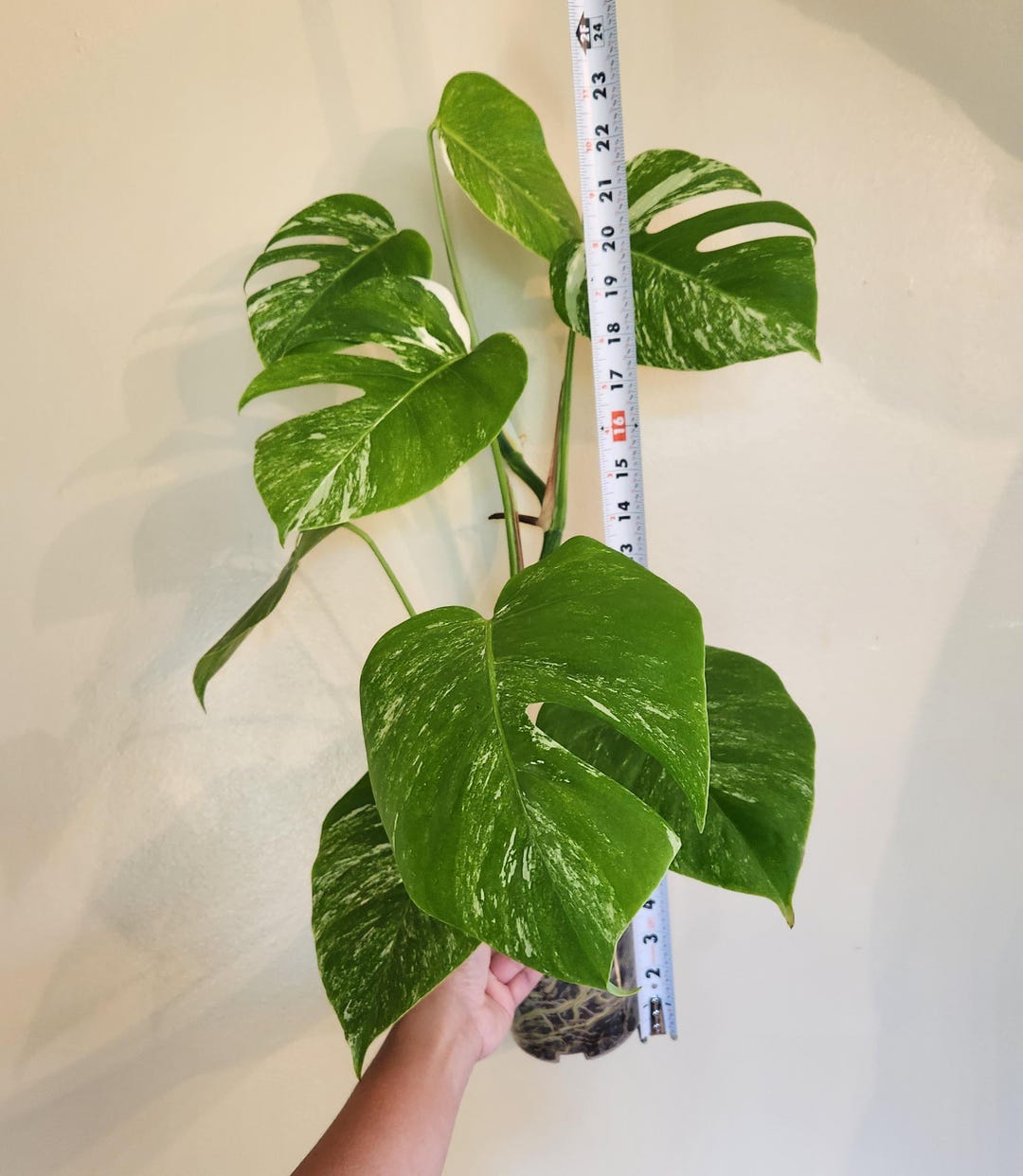Heat Pack Included | Monstera Albo Plant | Free Shipping | US SELLER ...