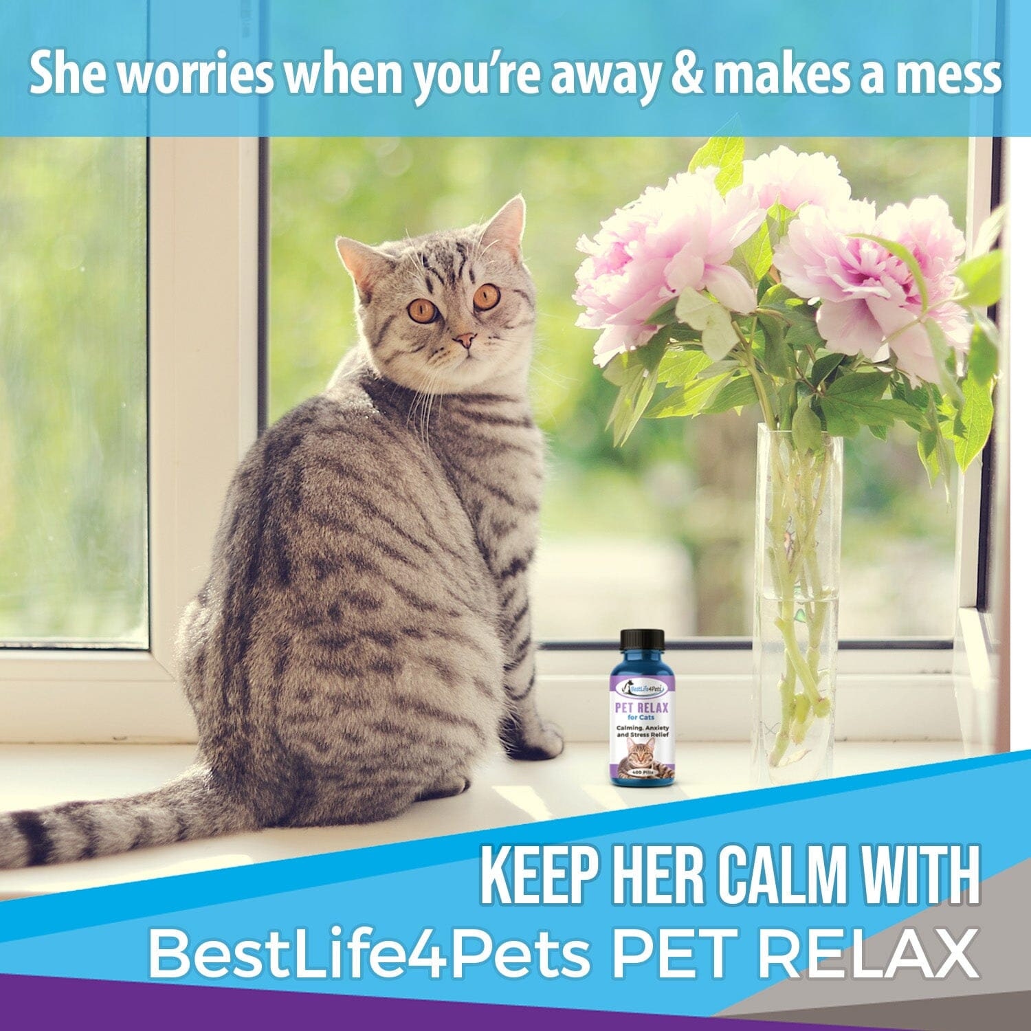 Pet Relax Anxiety and Stress Relief for Cats - Etsy