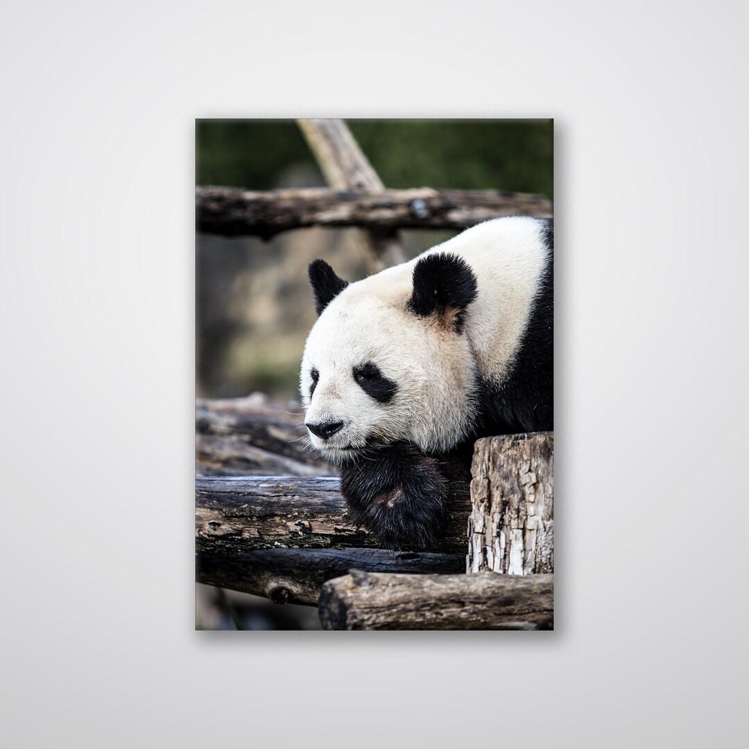 Pondering Panda Print: Wildlife Wall Art, Fade Resistant - Etsy