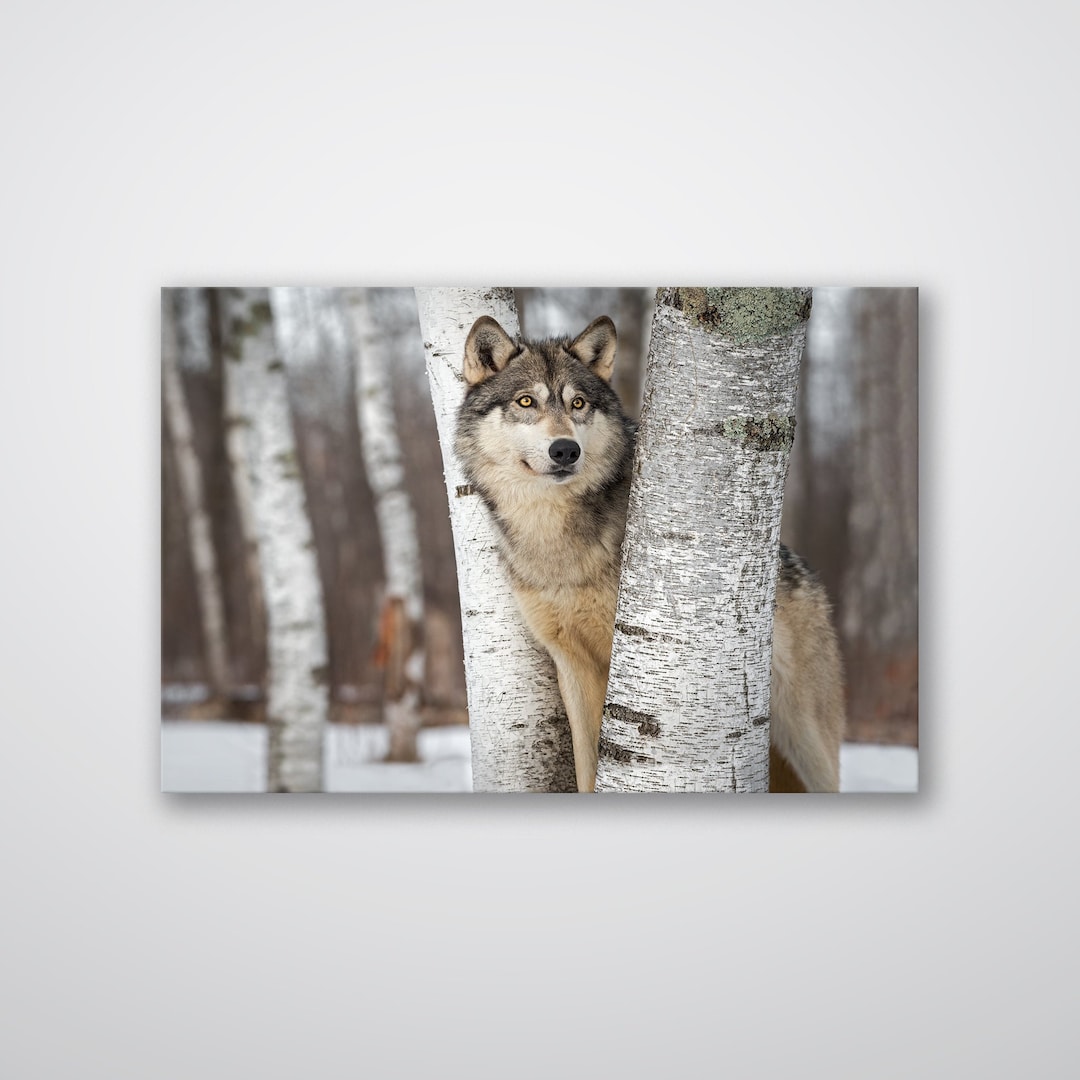 Grey Wolf Print Wall Art Grey Wolf Print Art Grey Wolf Print Wall Art ...
