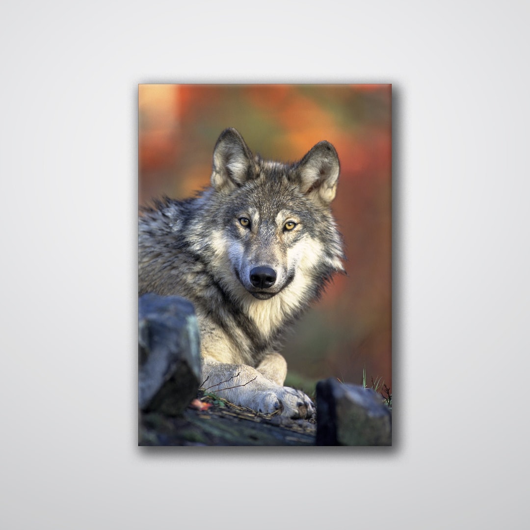 Wolf Print Art | Cool Wolf Photo Wall Art | Printable Wolf Art | Wolf ...