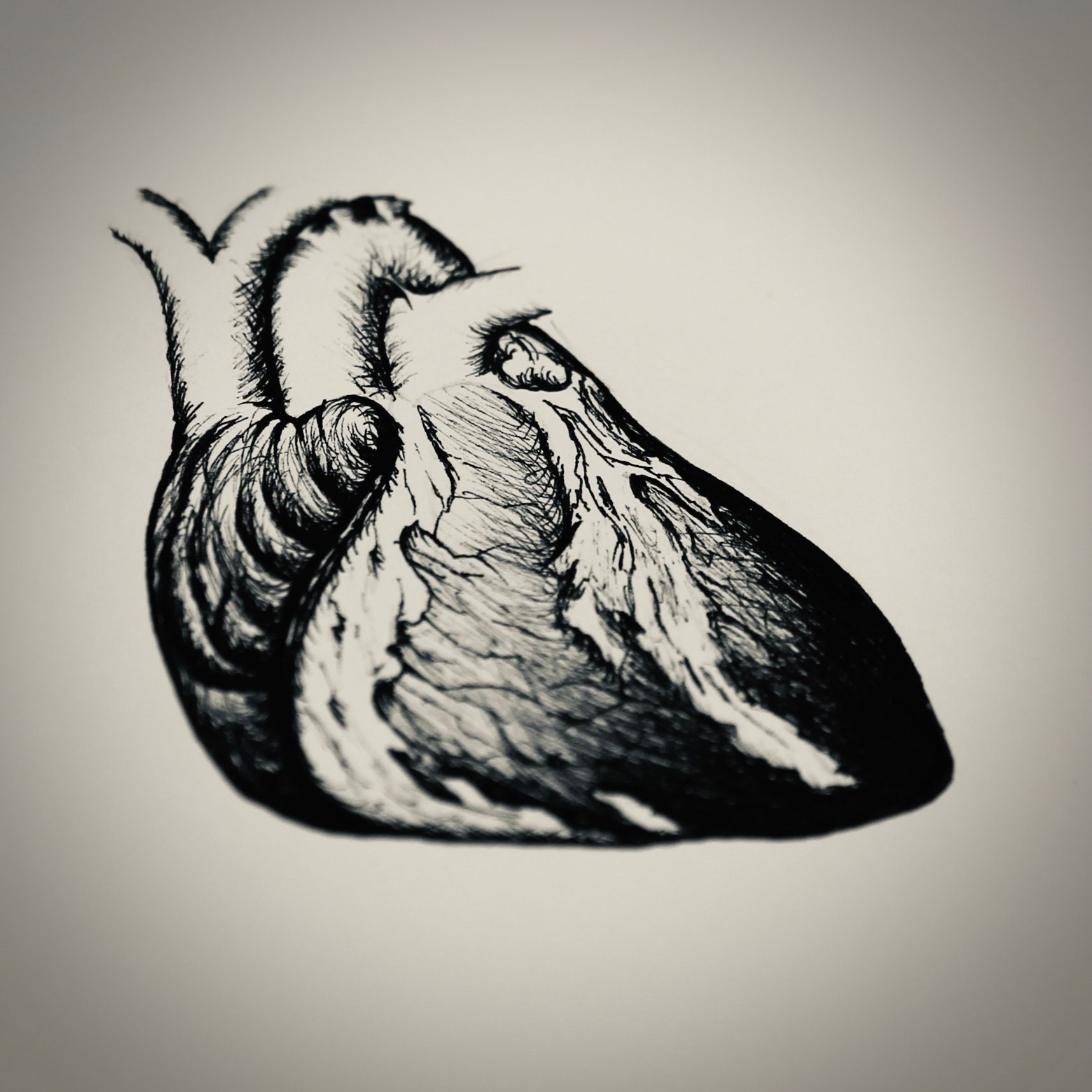 Cardiac/cardiovascular OSCE Examination Study Guide digital Download - Etsy