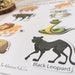 Preschool Wild Animals Matching Game Printable, Wild Animals Learning ...