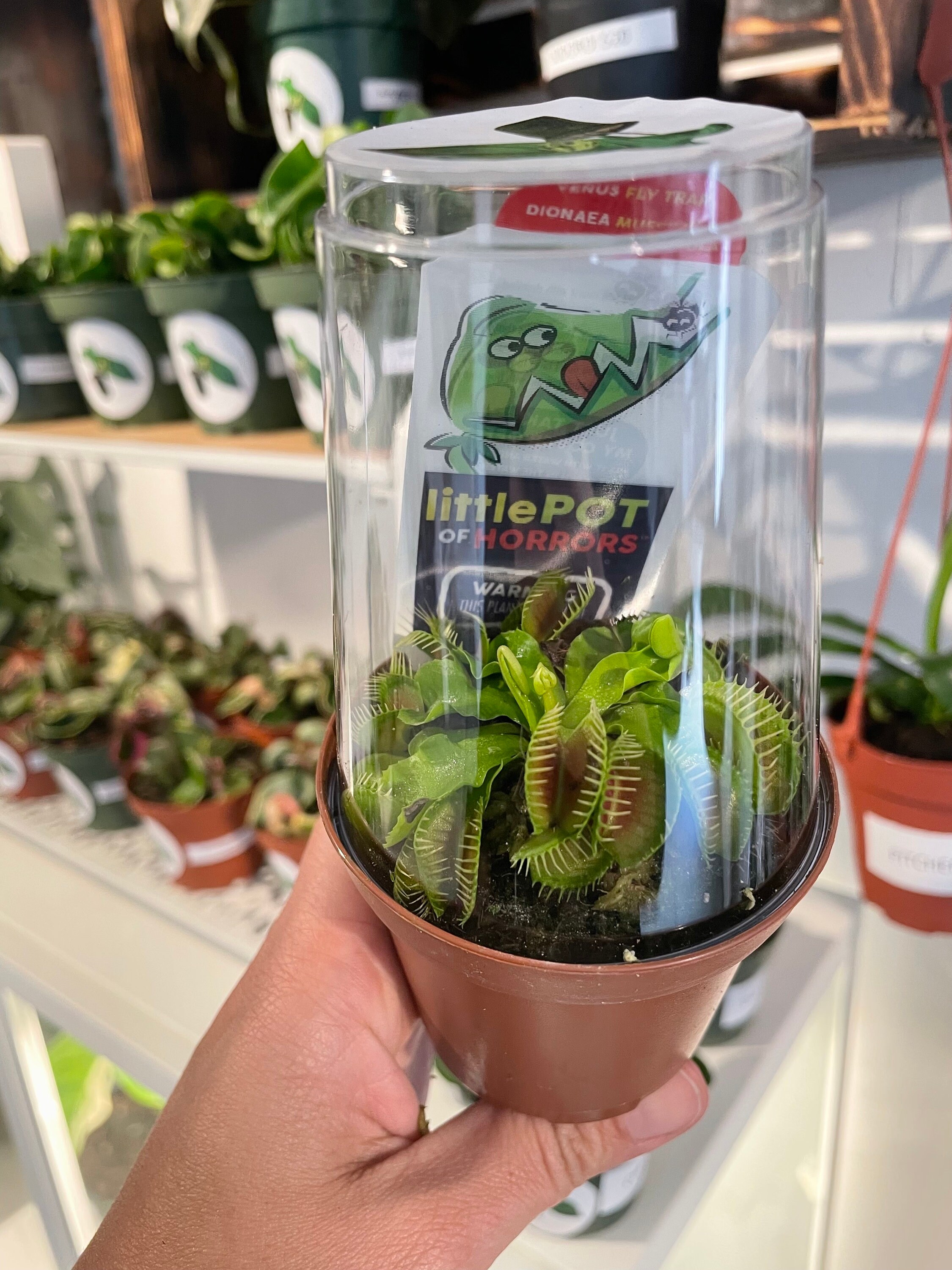 Carnivorous Venus Fly Trap 3 With Dome - Etsy