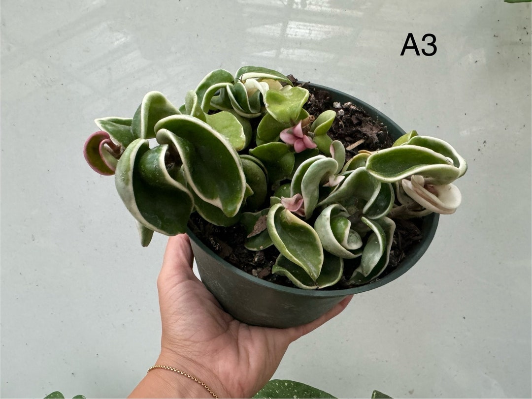 Variegated Hoya Compacta 6 - Etsy