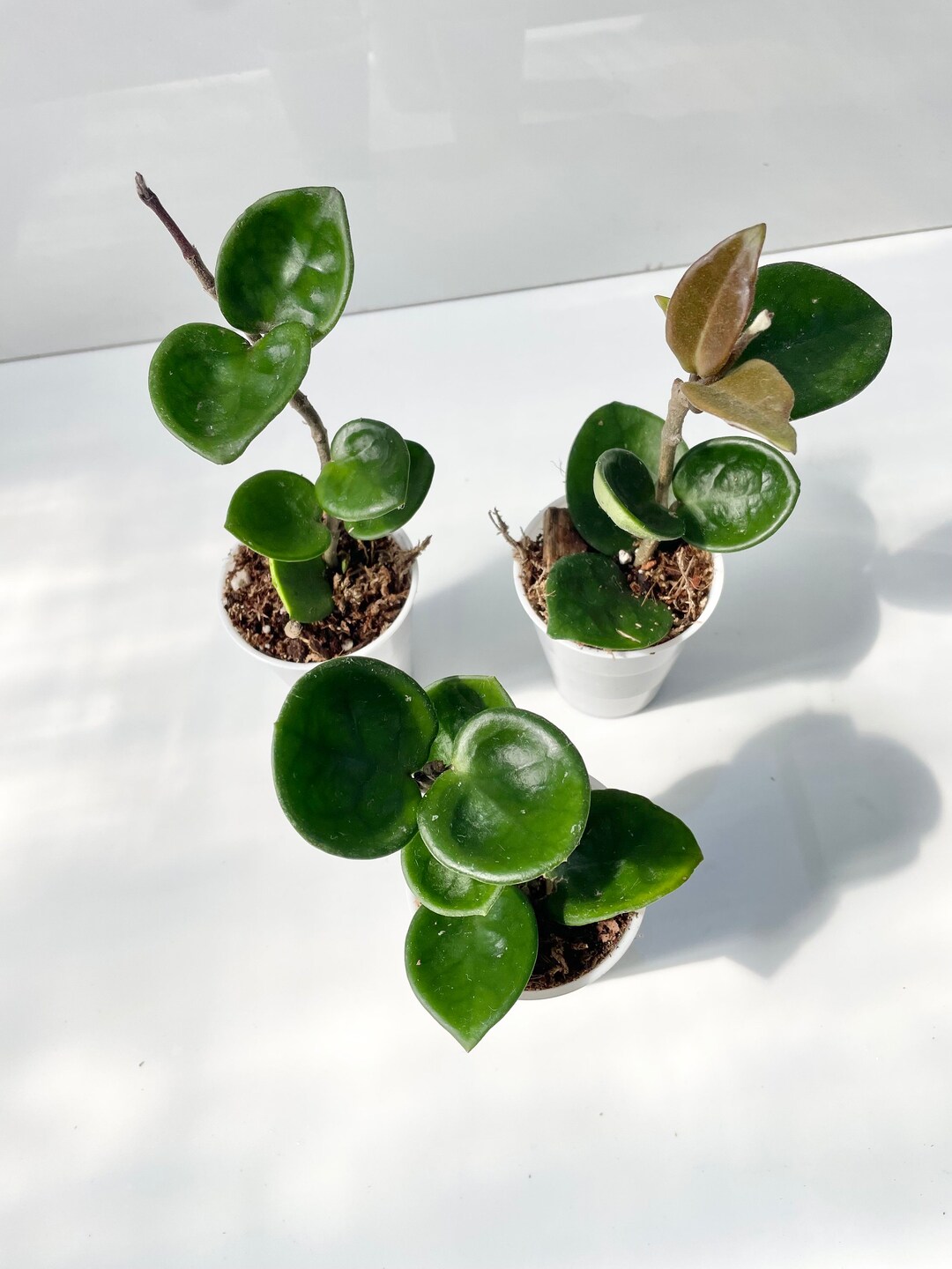 Hoya Chelsea - Etsy