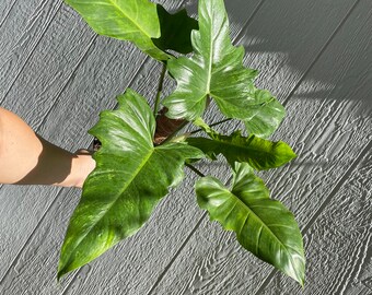 Philodendron Mottled Dragon - Etsy