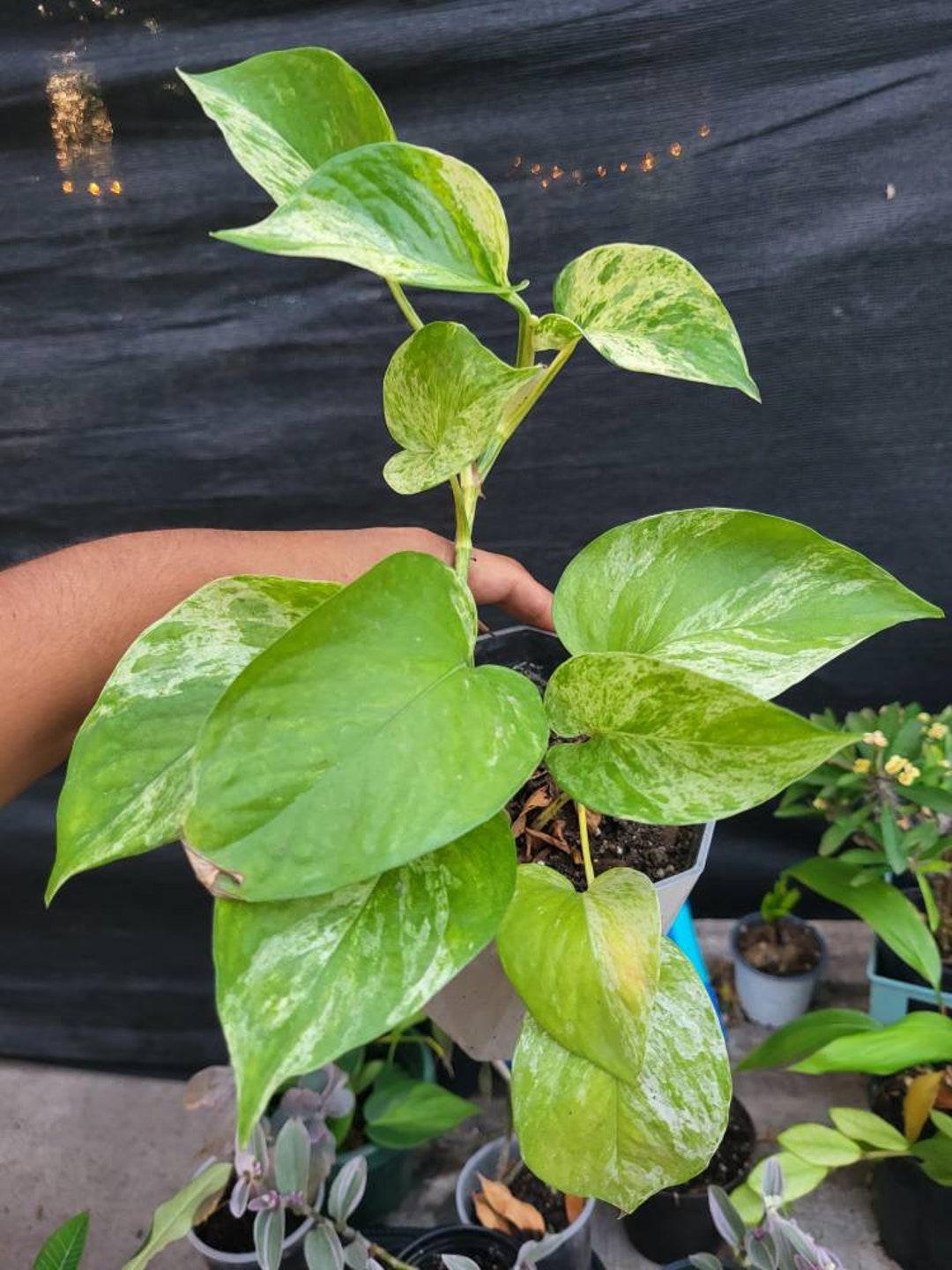 Marble Snow Queen Pothos Vining Houseplant - Etsy