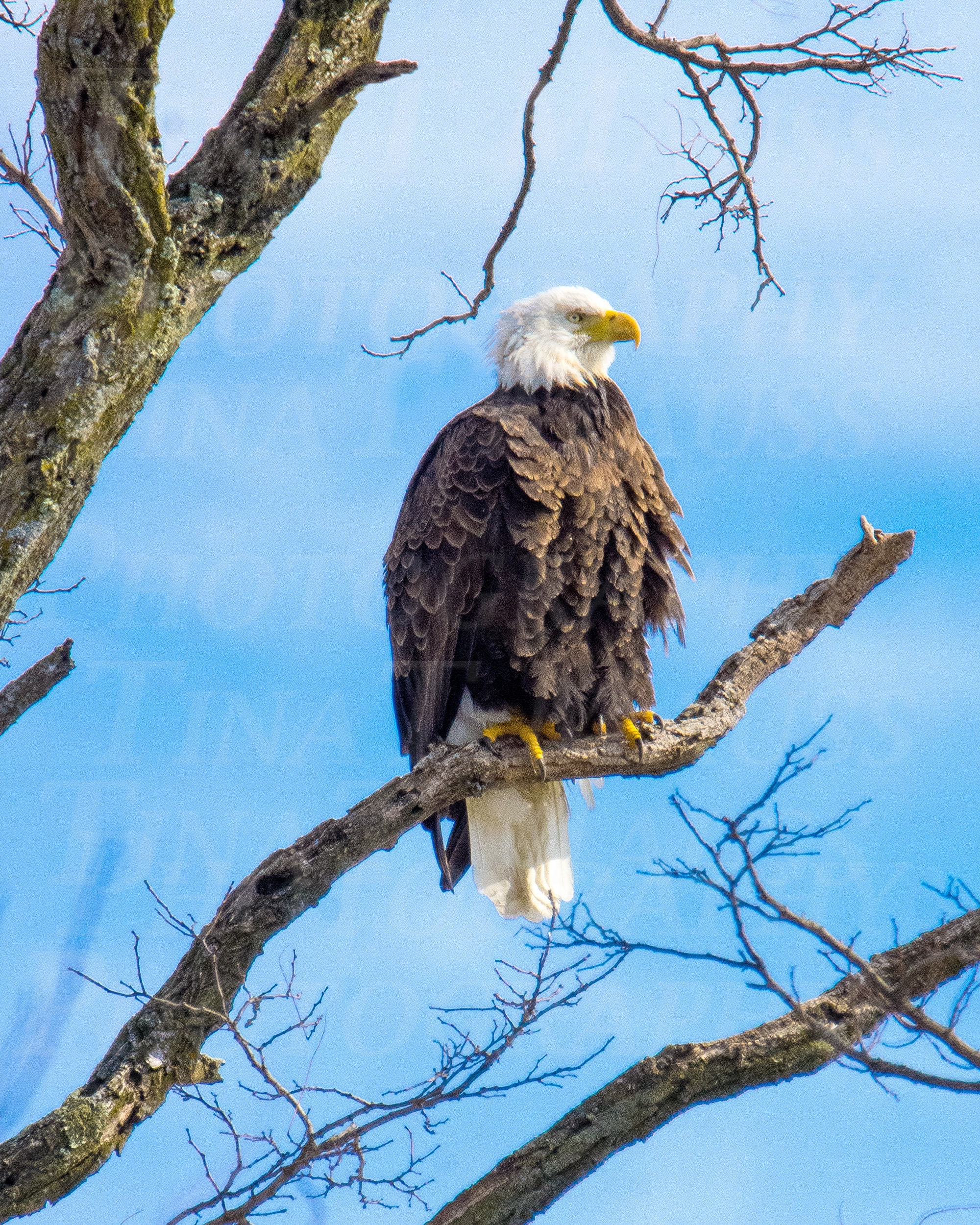 Gallant Bald Eagle Vermont Bird Prints, Eagle Prints, Framed Eagle ...