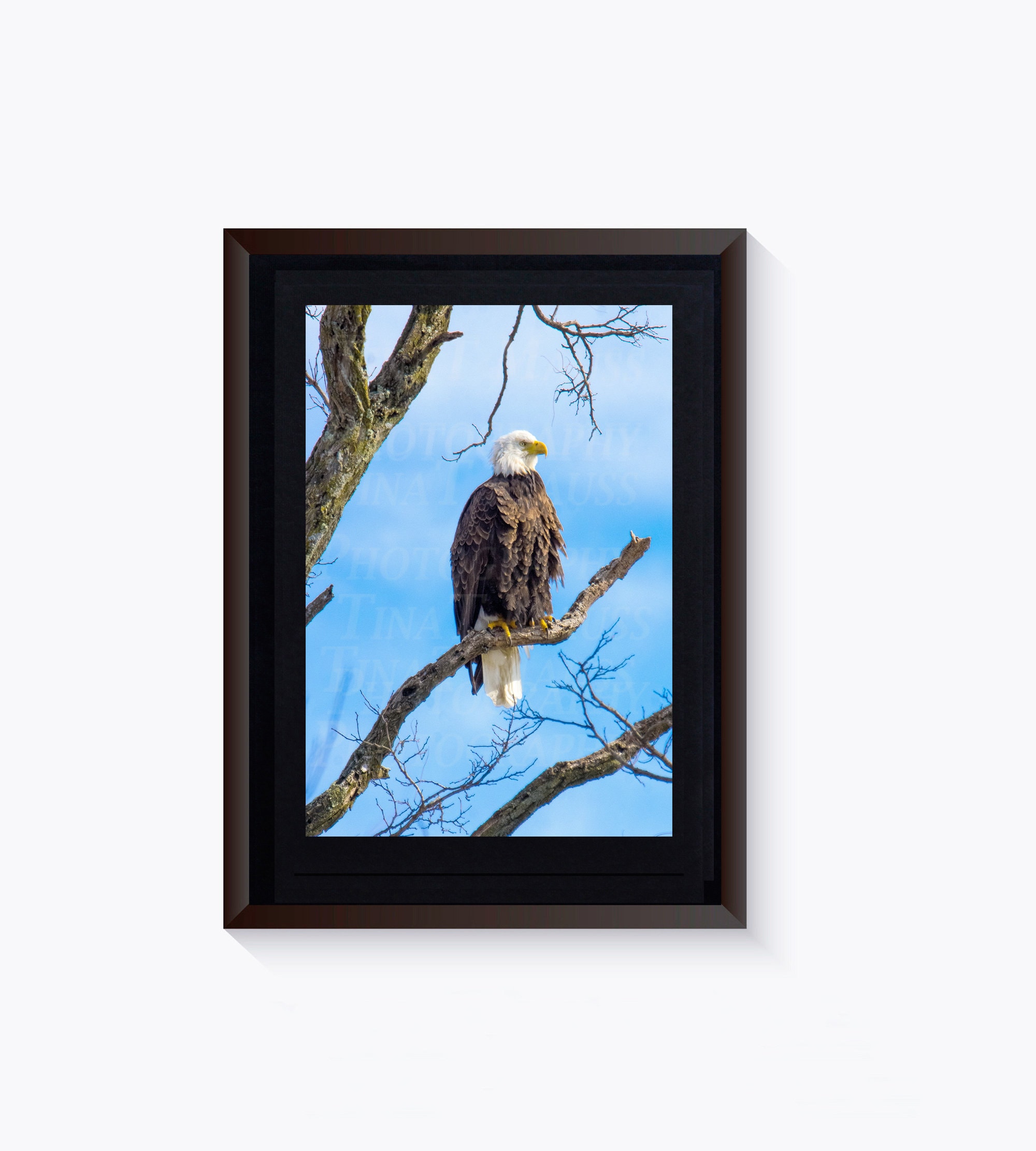 Gallant Bald Eagle Vermont Bird Prints, Eagle Prints, Framed Eagle ...