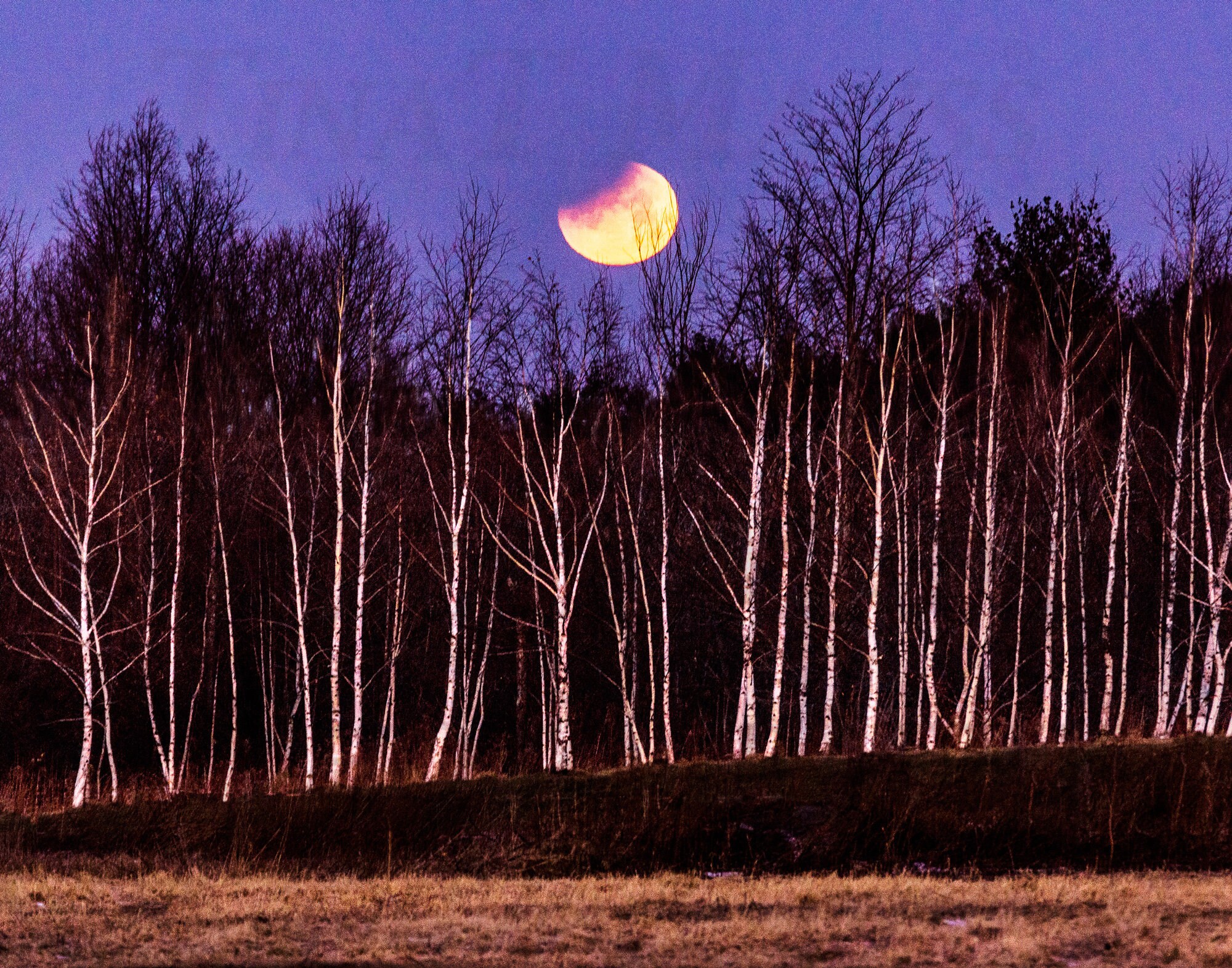 SUPERMOON ECLIPSE, Moon Eclipse, Birch Trees Prints, Full Moon Prints ...