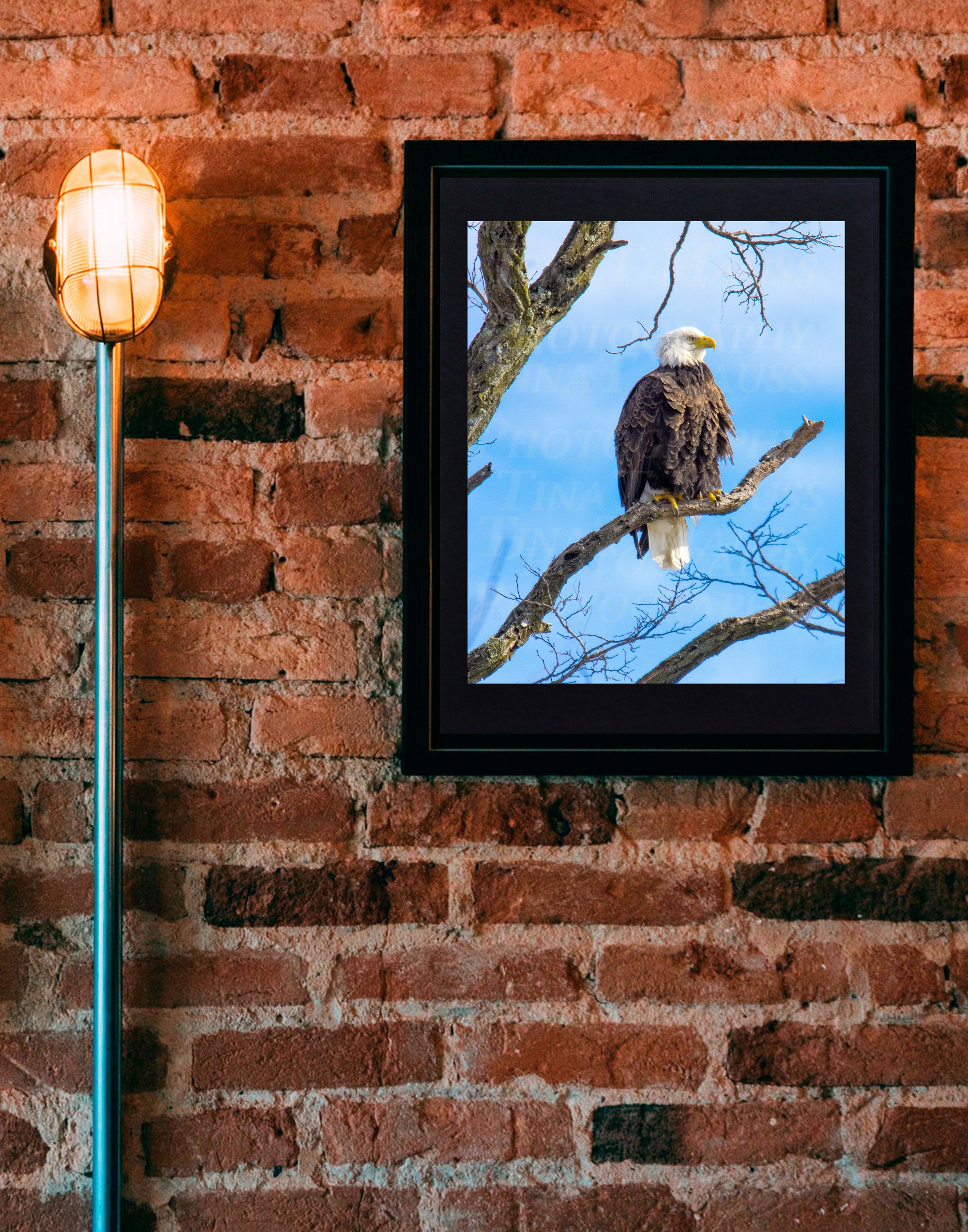 Gallant Bald Eagle Vermont Bird Prints, Eagle Prints, Framed Eagle ...